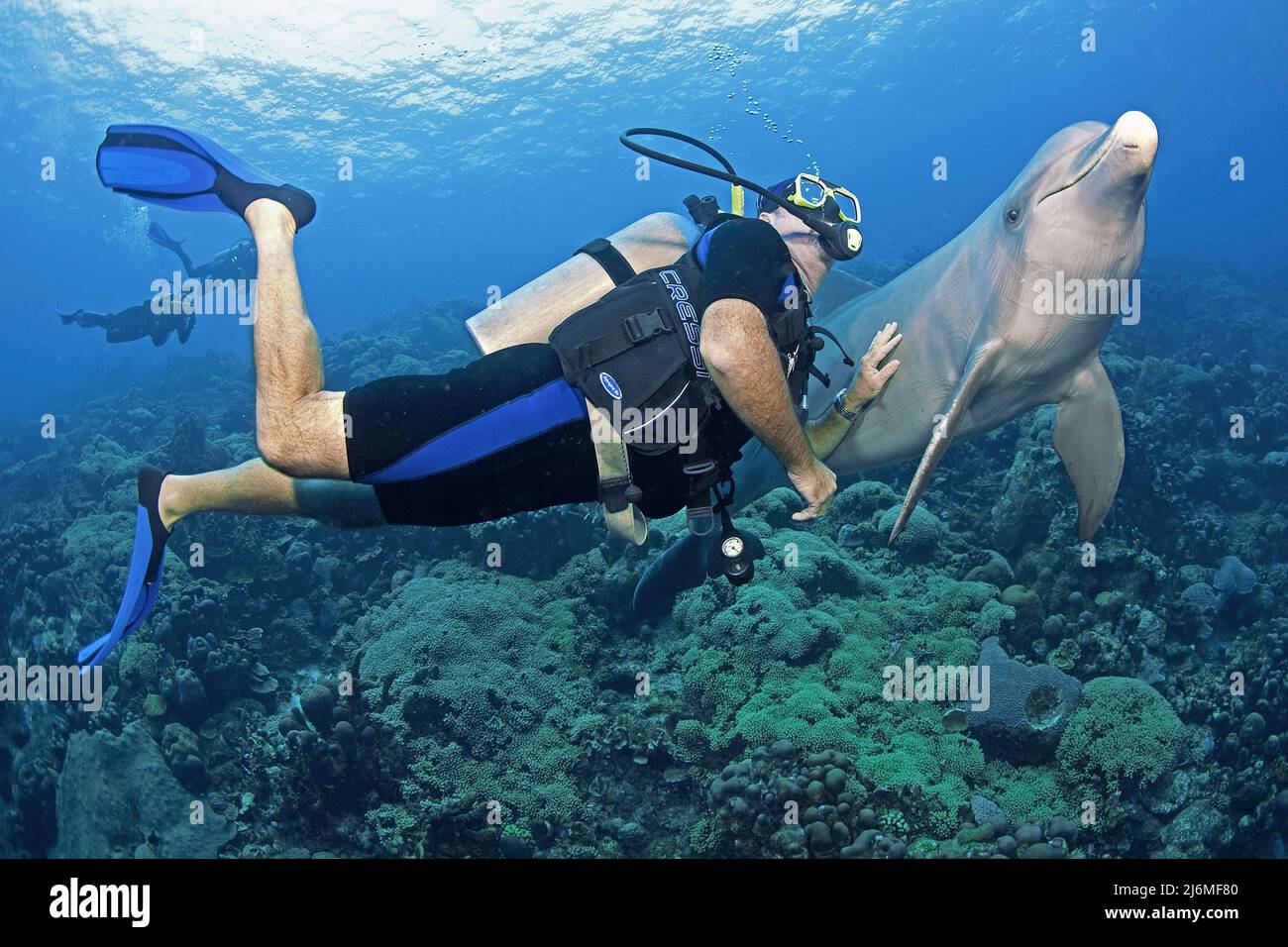 Scuba diver and Bottlenose dolphin (Tursiops truncatus), Dolphin ...