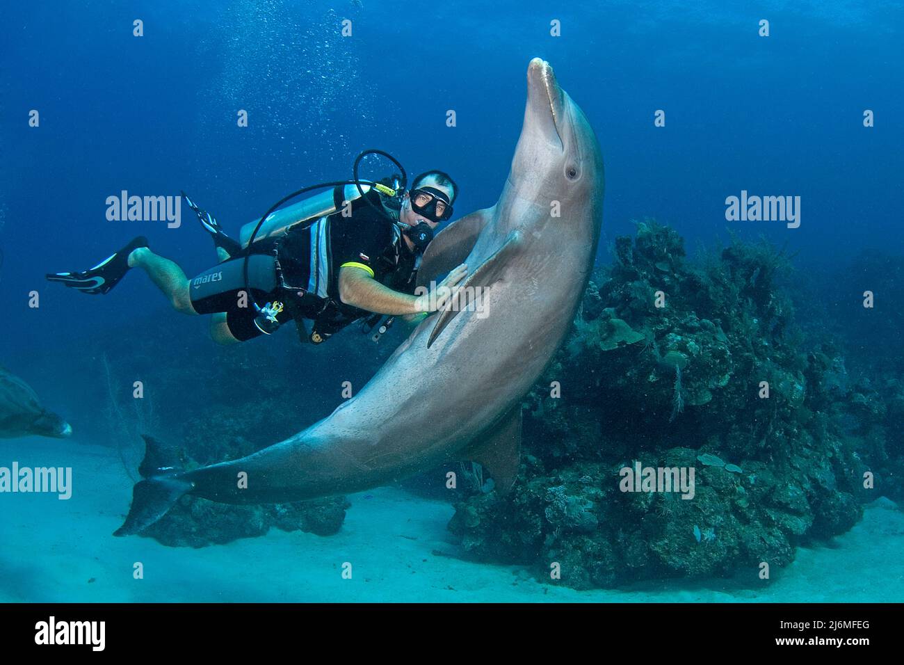 Scuba diver touching dolphin hi-res stock photography and images - Alamy