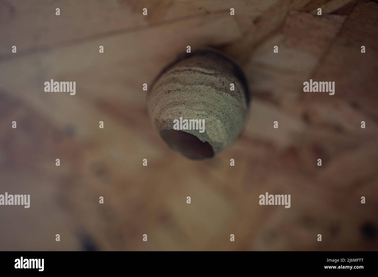 Queen wasp overwinter hi-res stock photography and images - Alamy