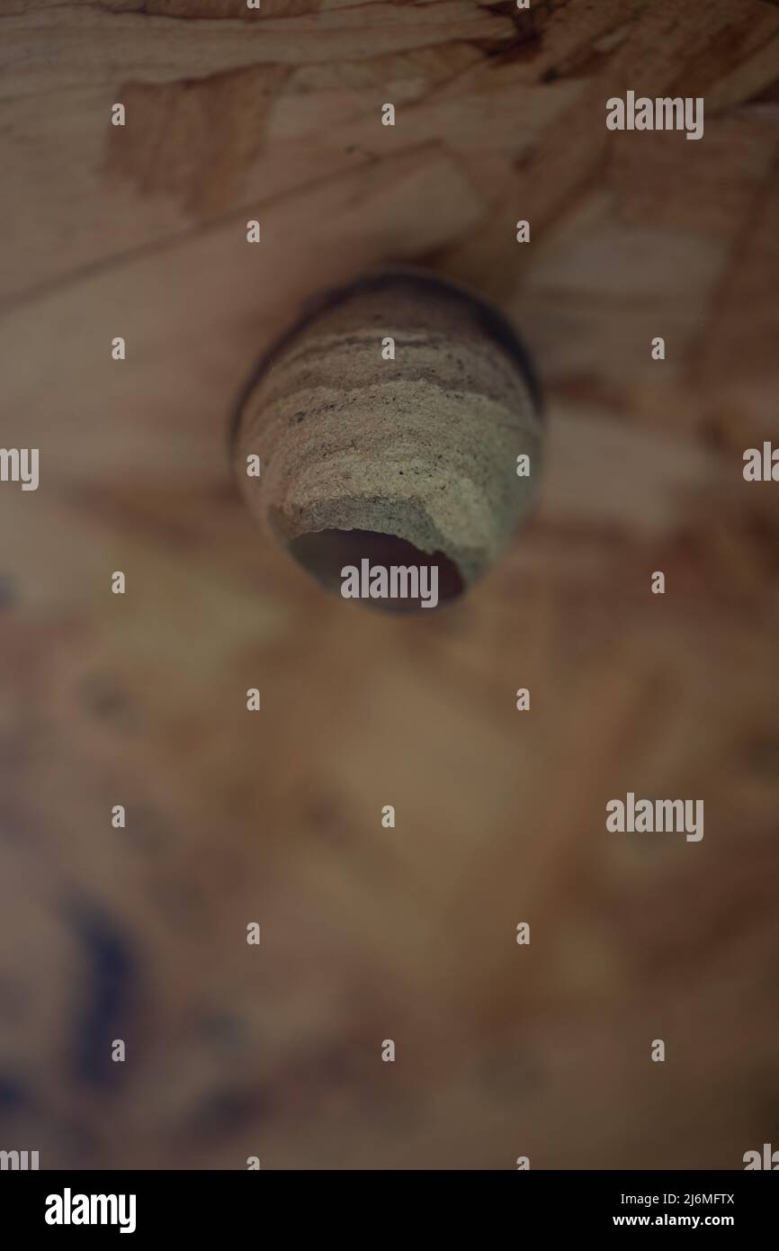 Wasp nest - overwinter Stock Photo - Alamy