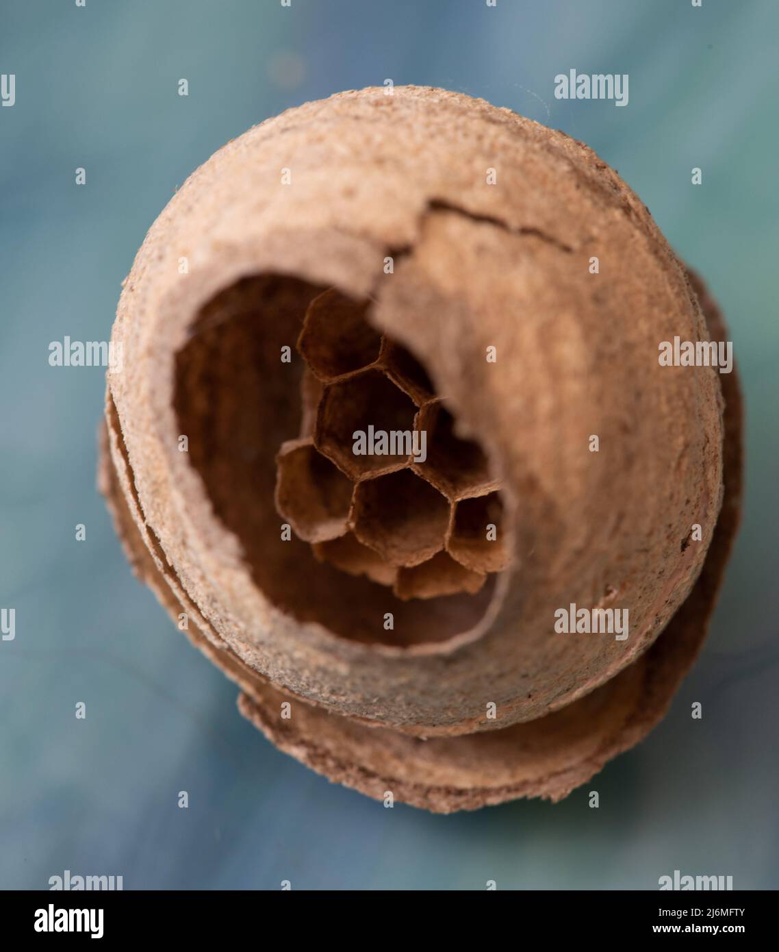 Queen wasp overwinter hi-res stock photography and images - Alamy