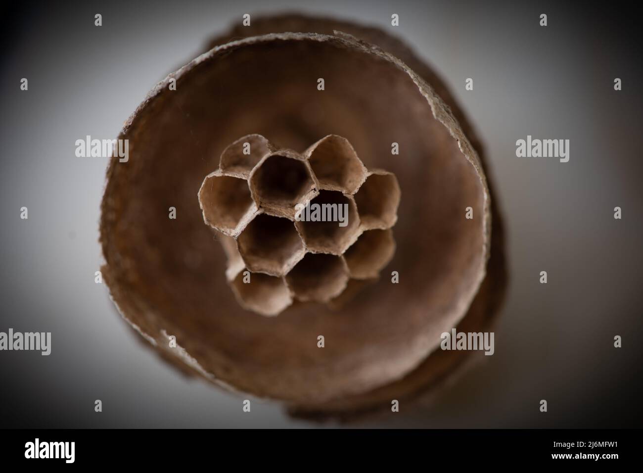 Queen wasp on nest hi-res stock photography and images - Alamy