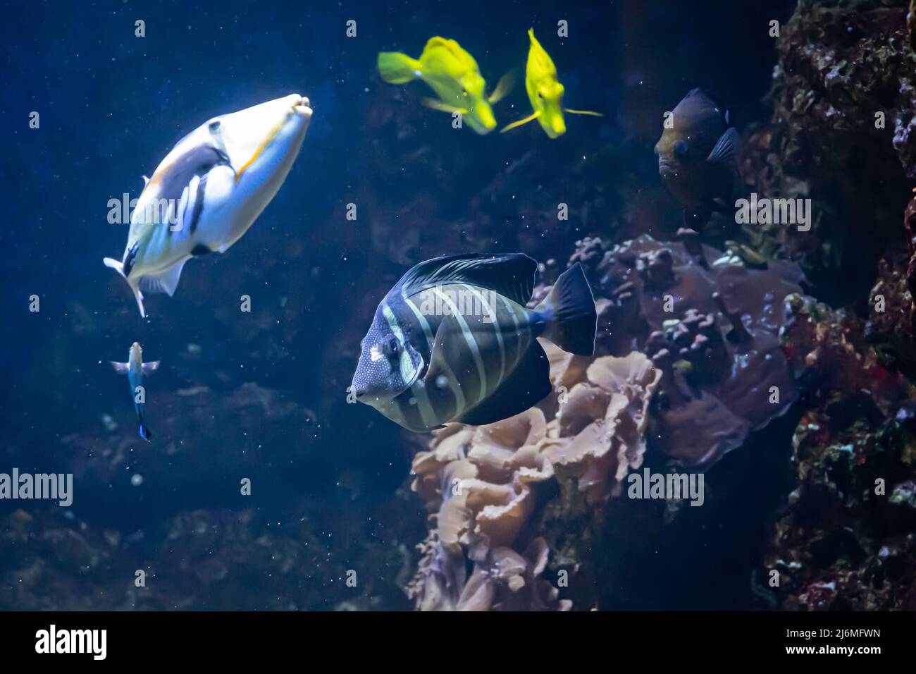 a blue sailfin tang swimming by an ocean coral underwater Stock Photo ...