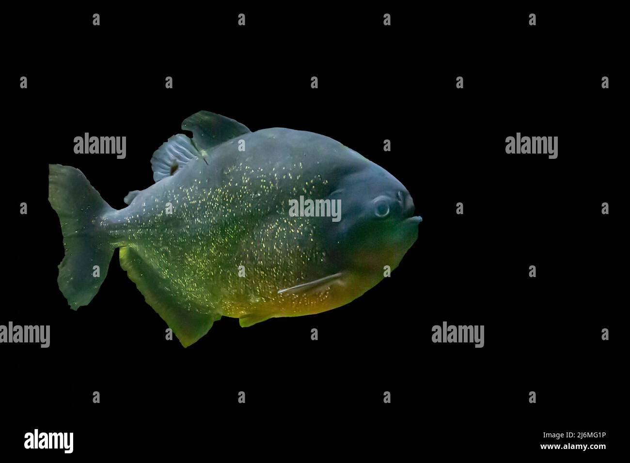 Piranha face hi-res stock photography and images - Alamy