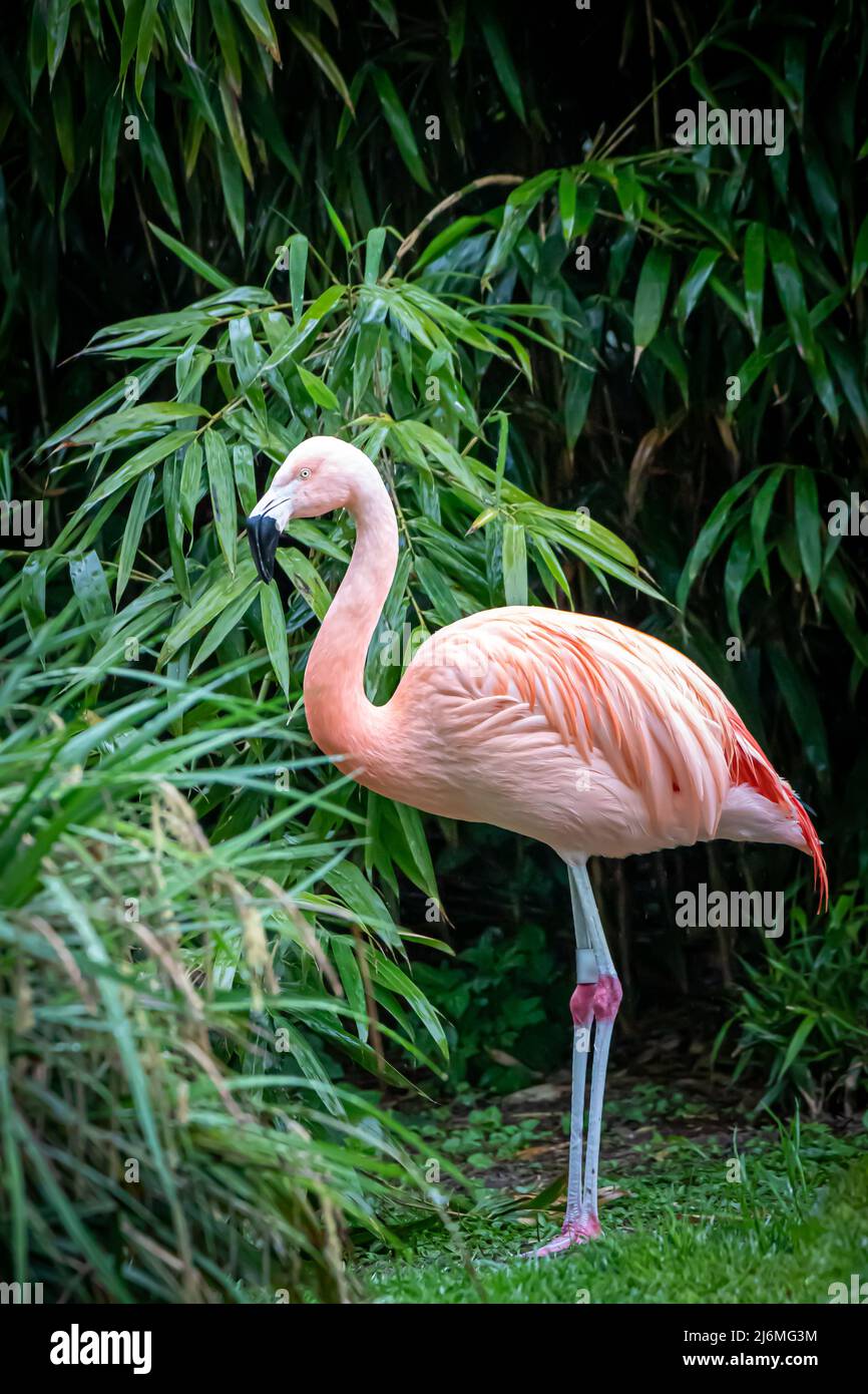 a pink flamingo standing before some green bushes Stock Photo - Alamy