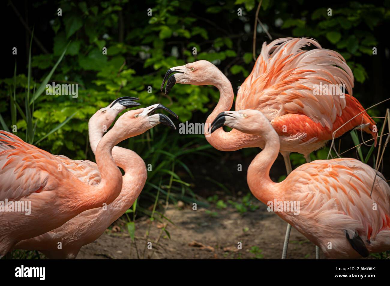 several pink colored flamingos biting and fighting each other Stock ...