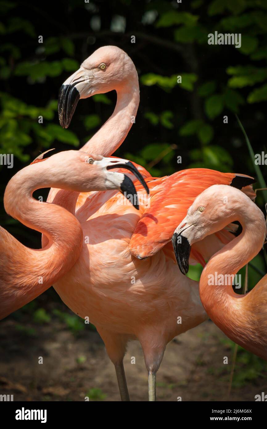 several pink colored flamingos biting and fighting each other Stock ...