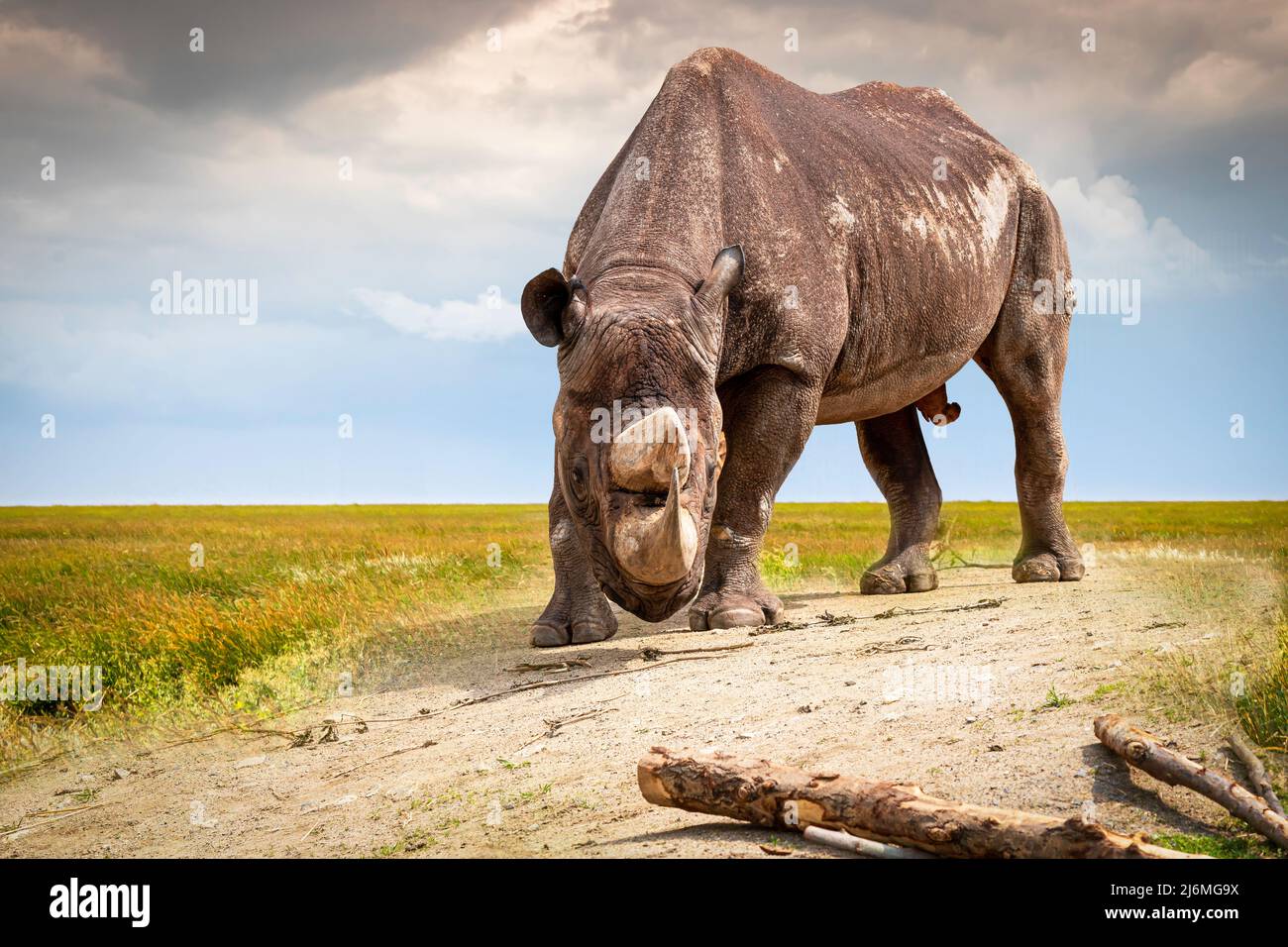 a large african rhino standing in a grassy field in the sand Stock ...