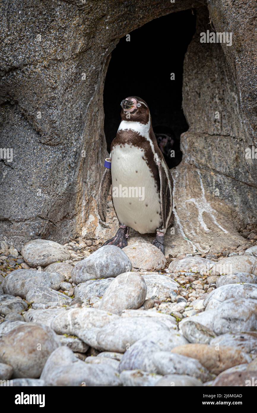 a penguin standing in front of a cave nest Stock Photo - Alamy