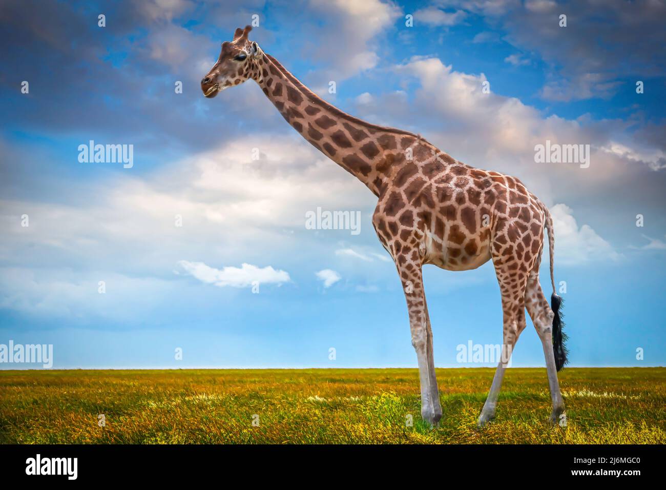 a tall giraffe standing in a grassy field on a sunny day Stock Photo ...