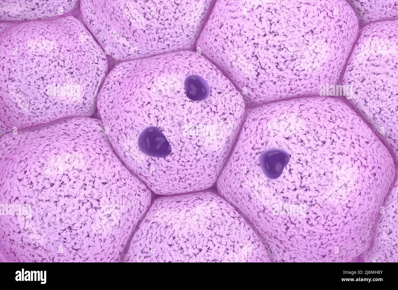 Testicular cancer cells in the testicle cortex - top view 3d ...