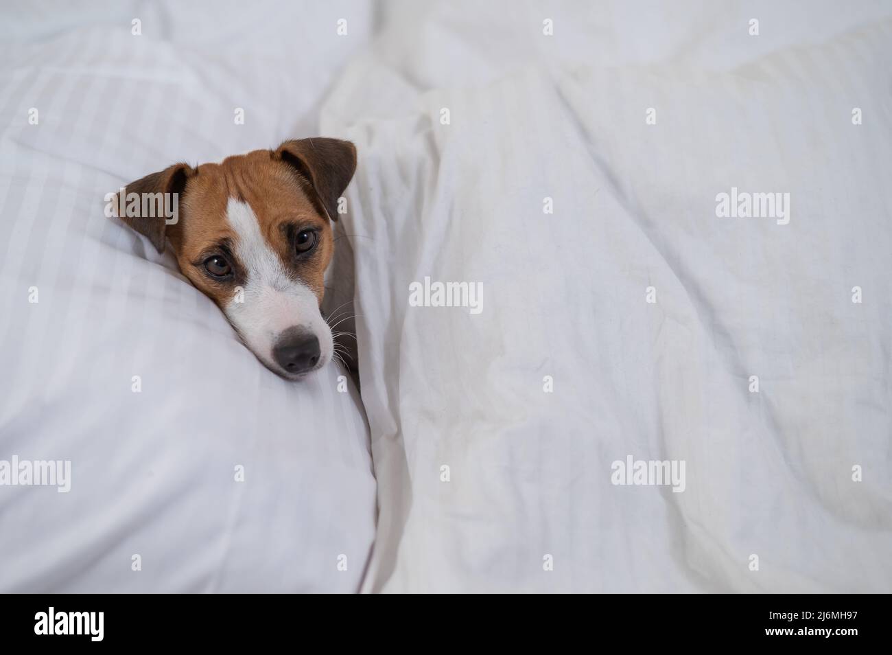 Dog under the covers hi-res stock photography and images - Alamy