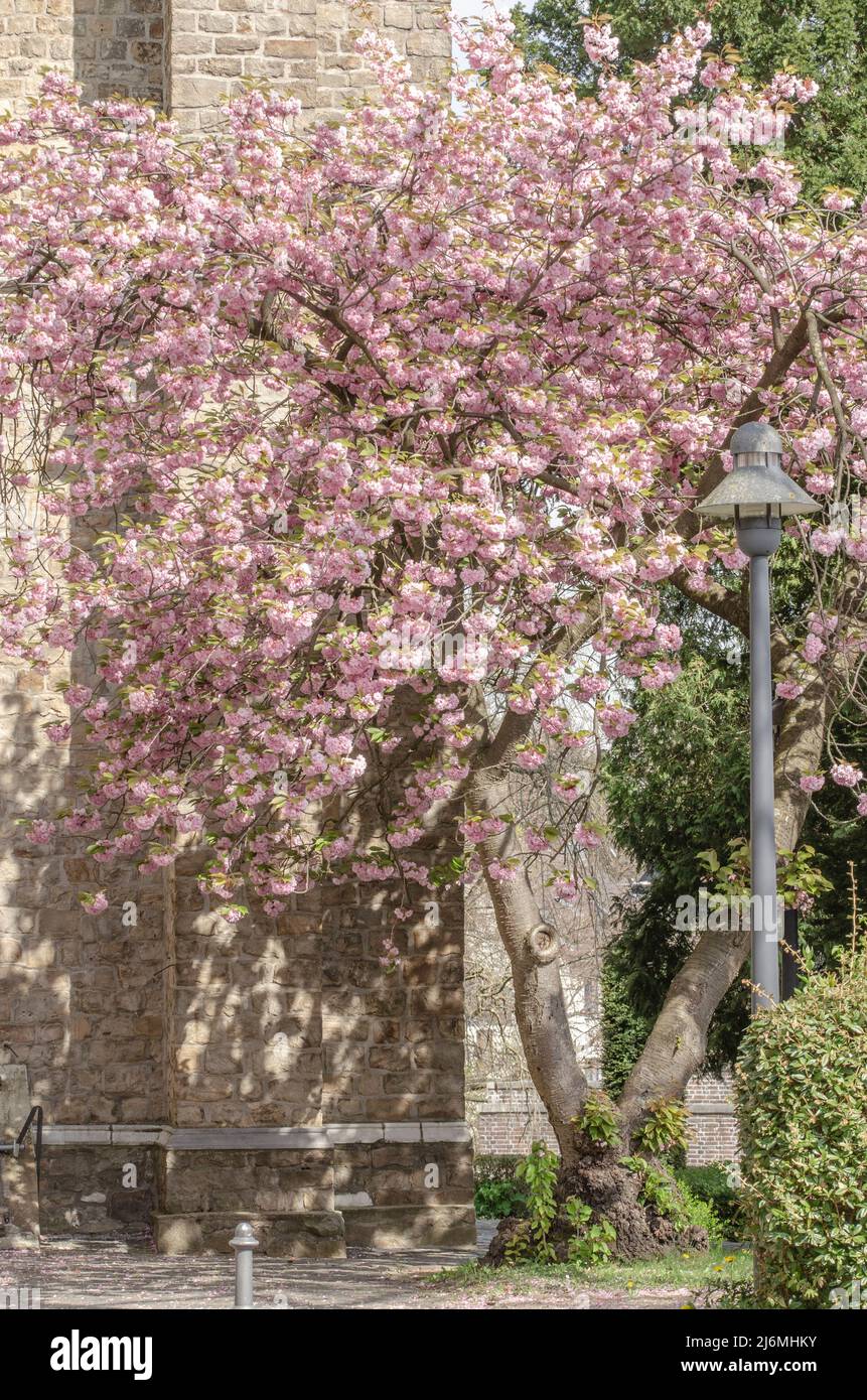 Beautiful japanese cherry tree blossom hi-res stock photography and ...