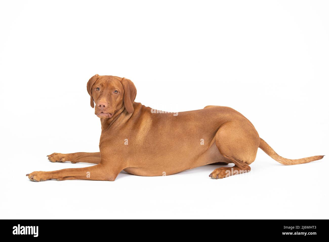 Female dog lies down and looks straight into the camera. Hungarian ...