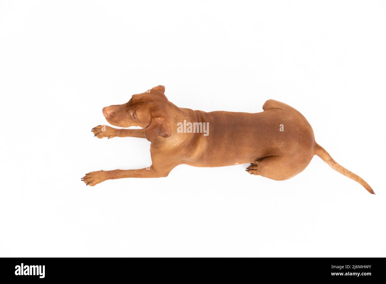 Mountain view of a reclining Female dog lying on a white background ...