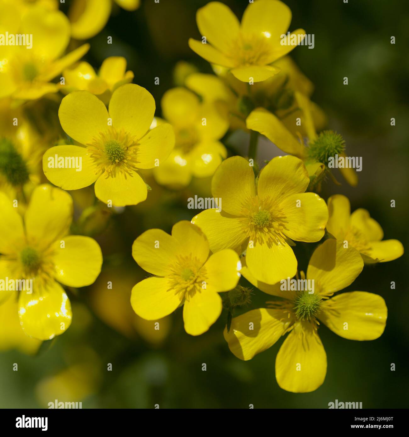 Flora of Gran Canaria - bright yellow flowers of Ranunculus ...