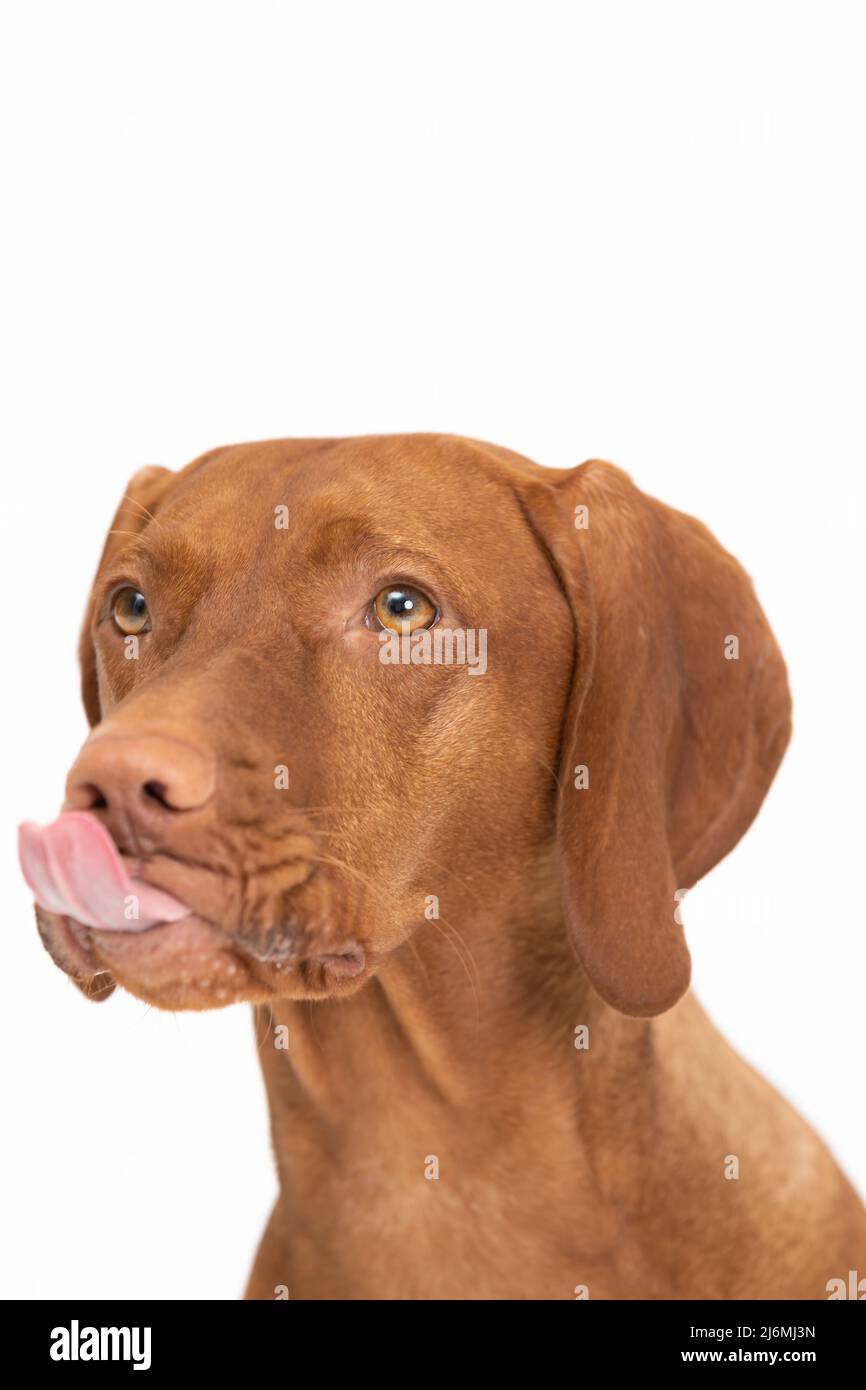 Female dog licks her muzzle. The Hungarian Shorthaired Pointed Dog's ...