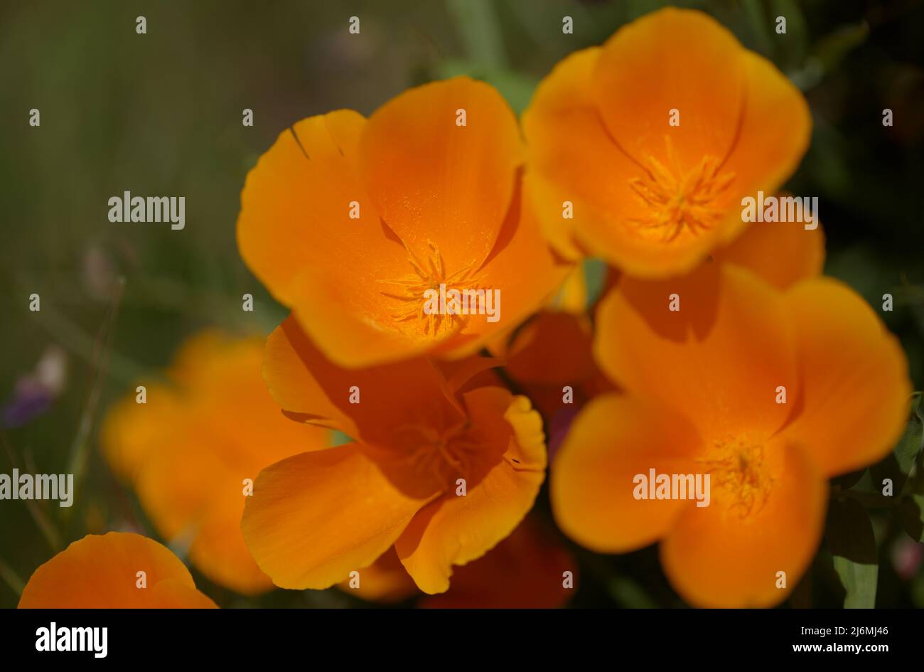 Flora of Gran Canaria - Eschscholzia californica, the California poppy ...
