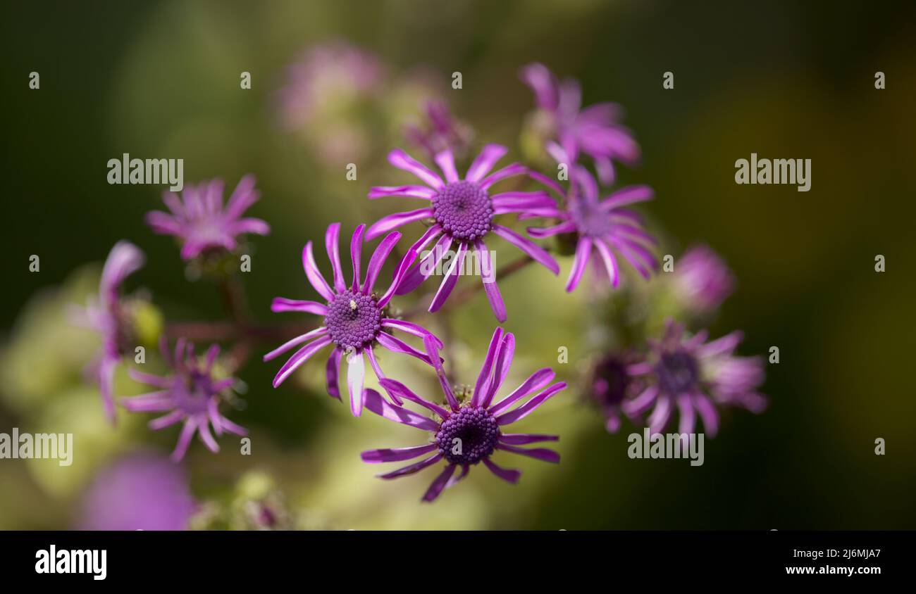 Flora of Gran Canaria - magenta flowers of Pericallis webbii, endemic ...