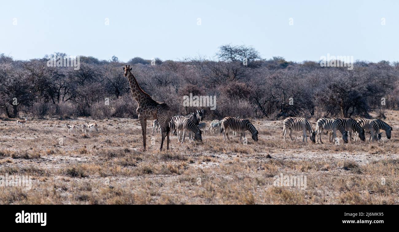 Closeup of the neck of an Angolan Giraffe - Giraffa giraffa angolensis ...