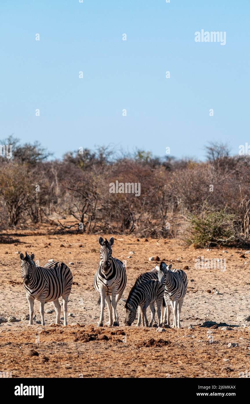 Quagga type hi-res stock photography and images - Alamy