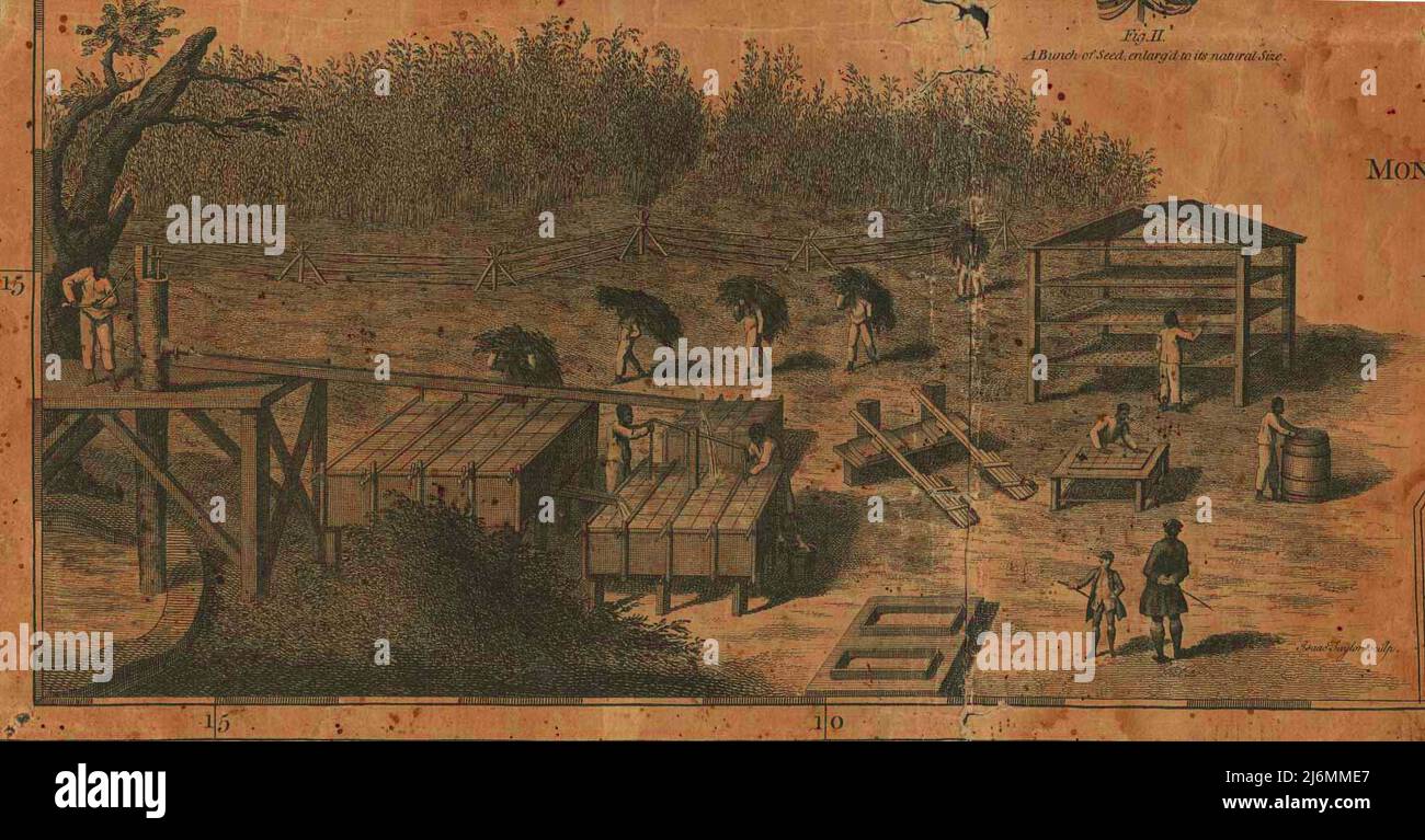 Indigo processing in South Carolina in the 18th century. The work was ...