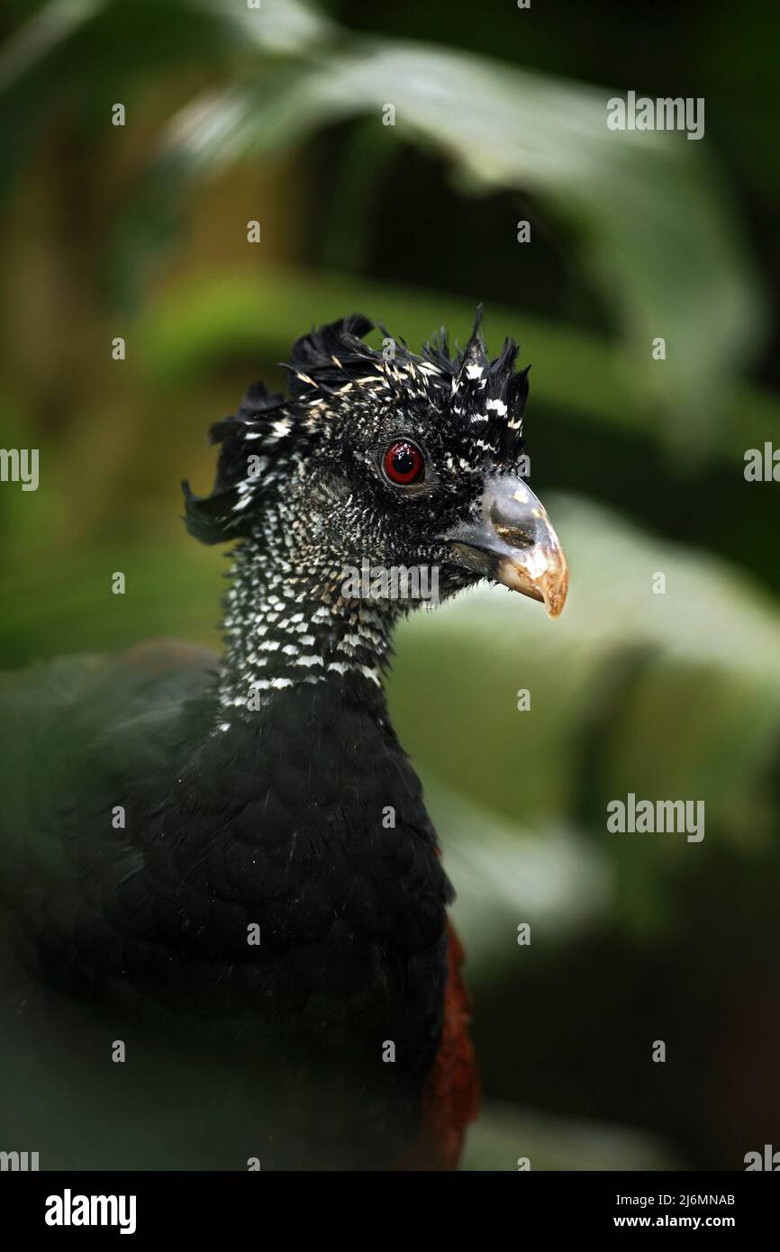 Portrait of Great Curassow, Crax rubra, Costa Rica Stock Photo - Alamy