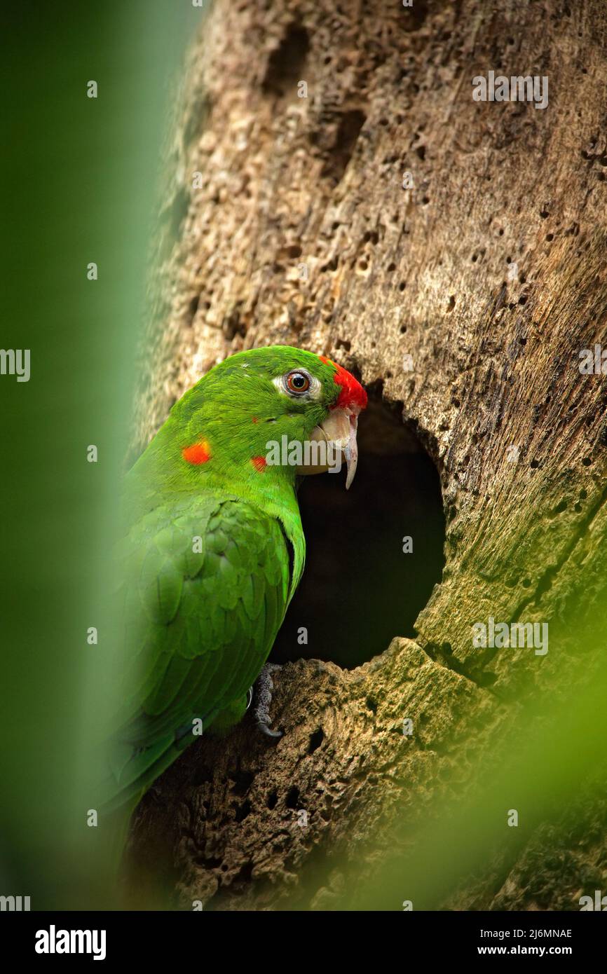 Beautiful green parrot Finsch's parakeet, Aratinga finschi. Parrot bird ...