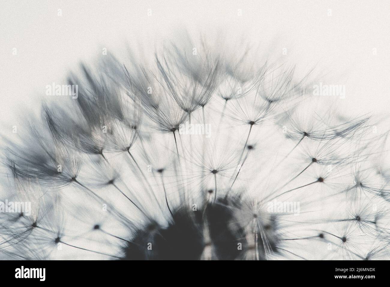 Macro dandelion black and white. Freedom to Wish. Dandelion silhouette ...