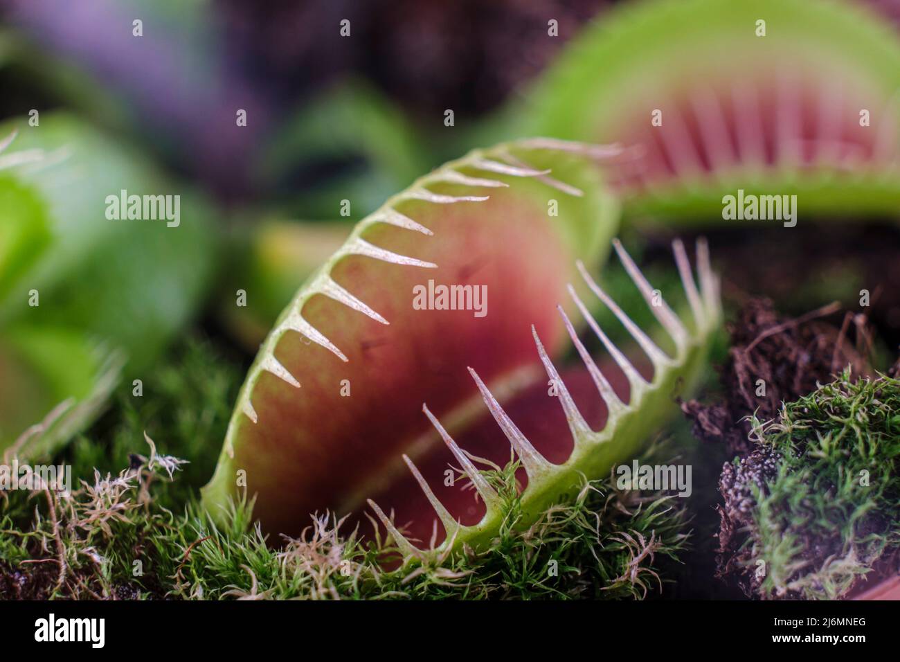 Jaw plant hi-res stock photography and images - Alamy