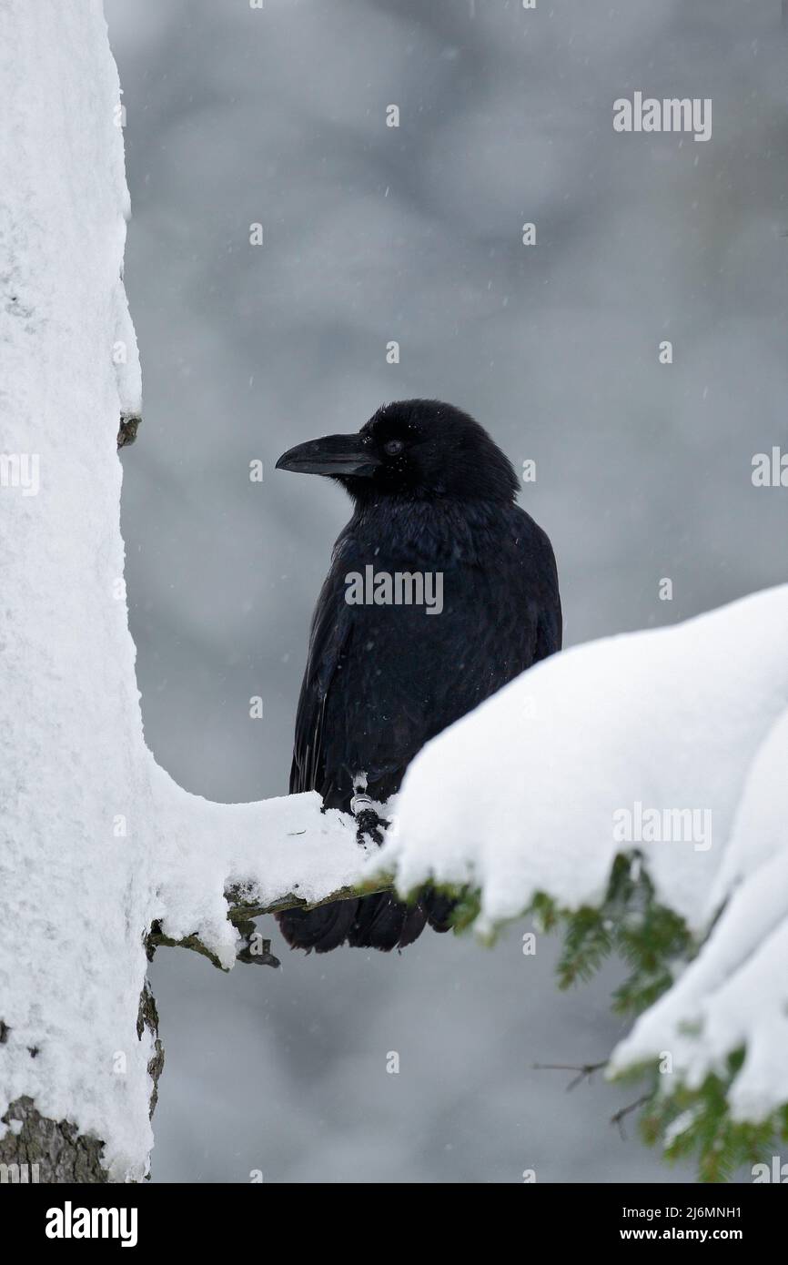 Raven sitting on snow hi-res stock photography and images - Alamy