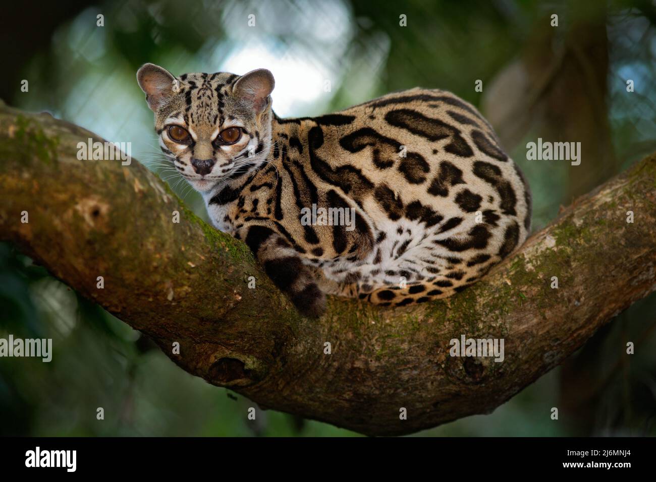 Margay, Leopardis wiedii, beautiful cat sitiing on the branch in the ...