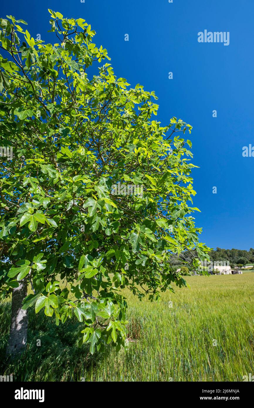 Business fig hi-res stock photography and images - Alamy