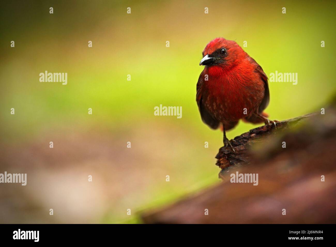 Red-throated Ant-Tanager, Habia fuscicauda, red tropic song bird in the ...