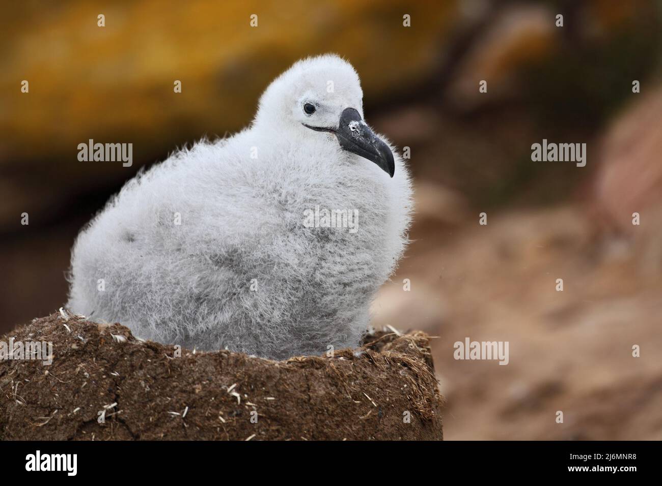 Cute baby of Black-browed albatross, Thalassarche melanophris, sitting ...