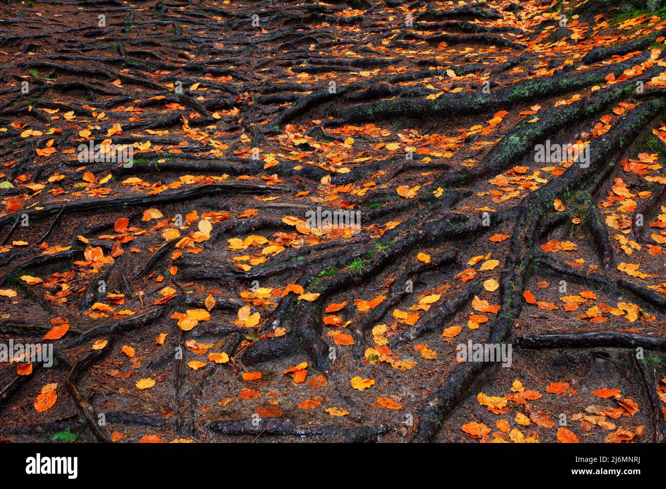 Roots of the tree with orange autumn leaves in the rainy forest Stock ...