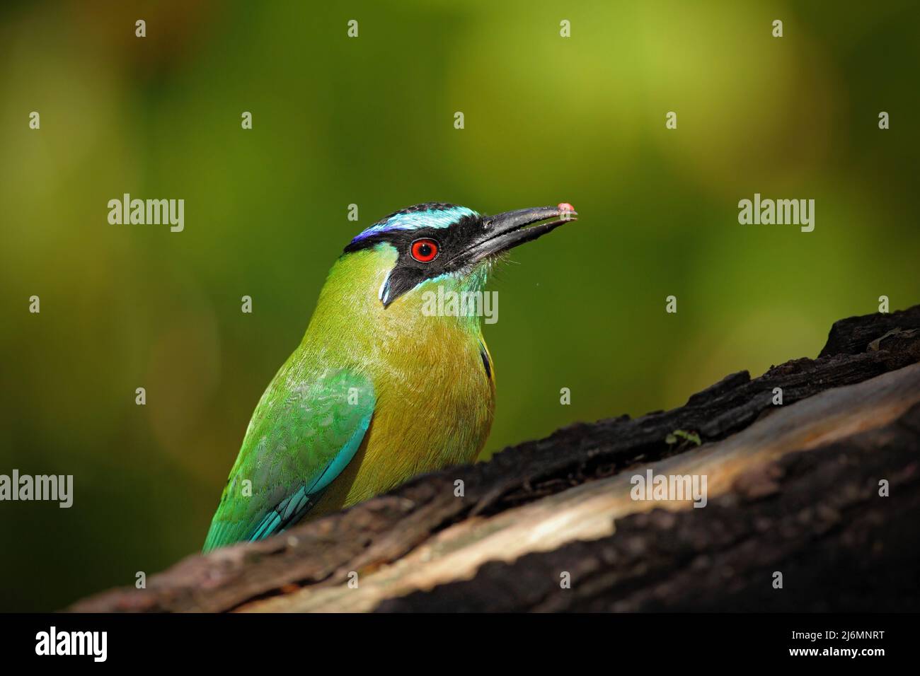 Portrait of nice big bird Blue-crowned Motmot, Momotus momota, wild ...