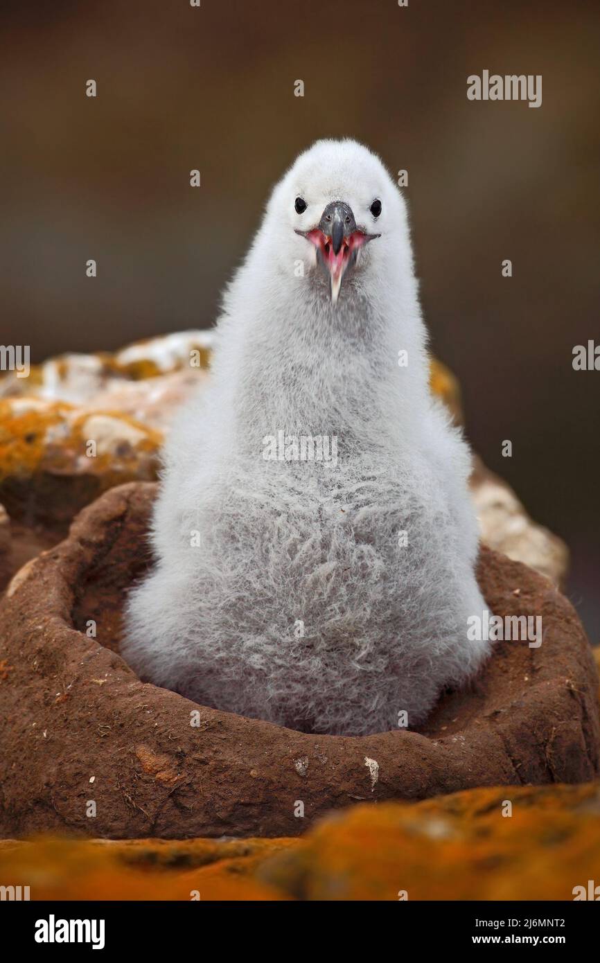 Cute baby of Black-browed albatross, Thalassarche melanophris, sitting ...