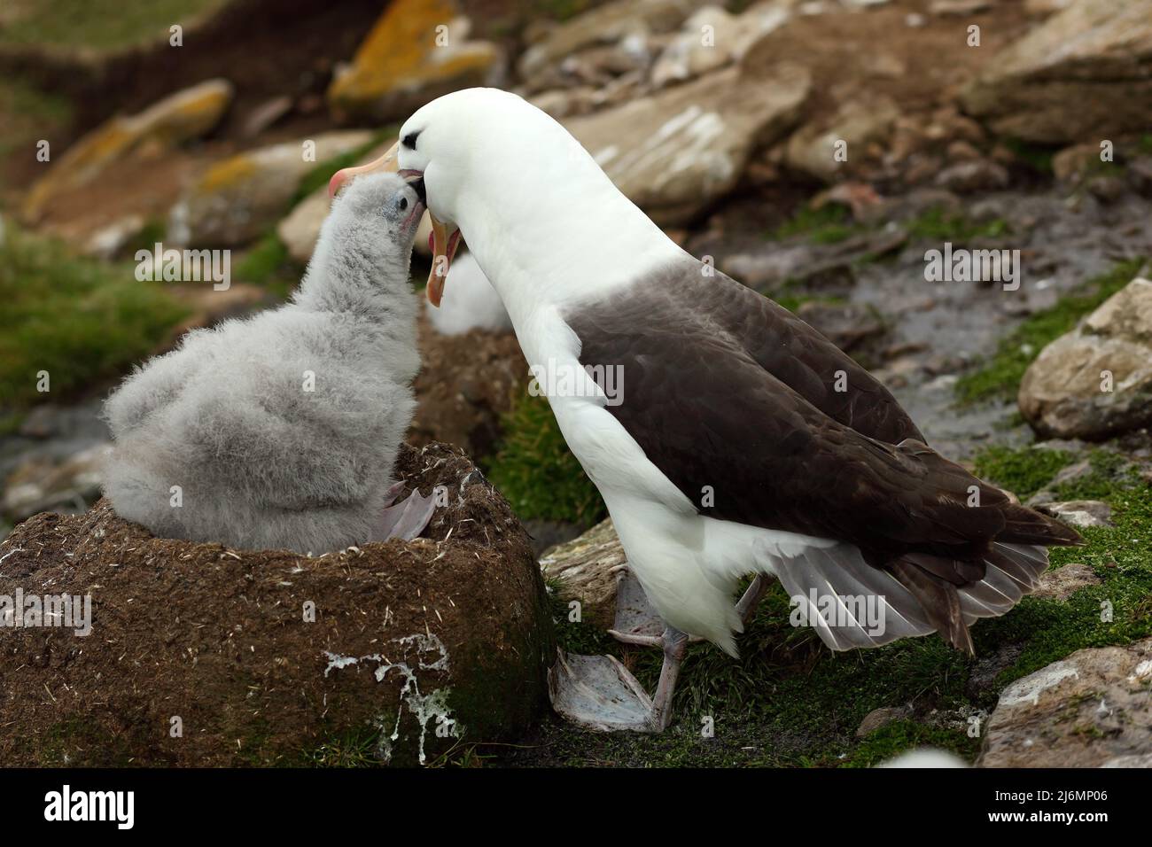 Cute baby of Black-browed albatross, Thalassarche melanophris, sitting ...