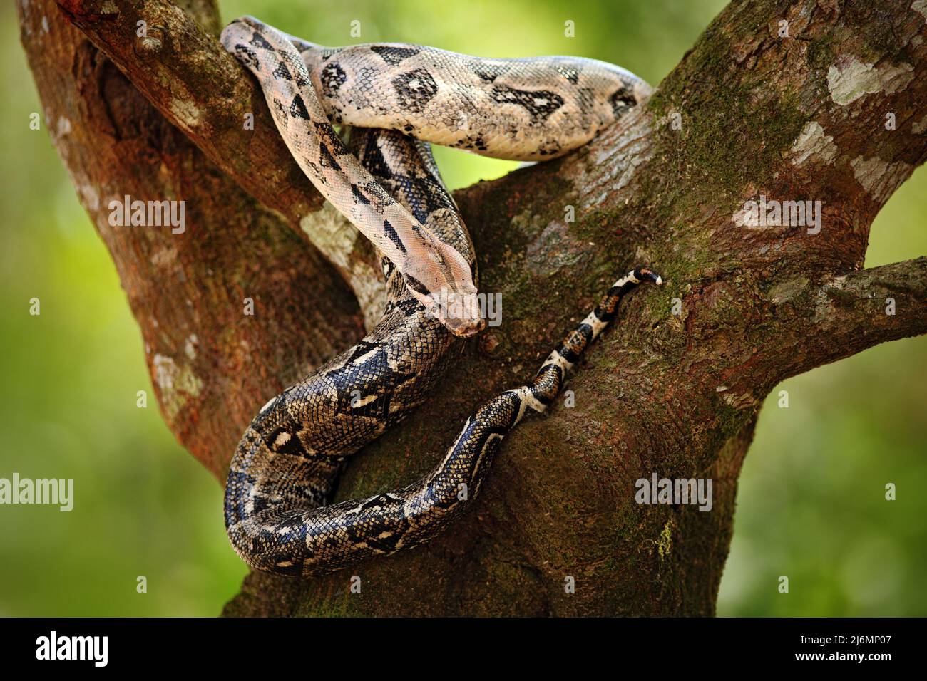 Boa constrictor snake on the tree in the wild nature, Belize Stock ...