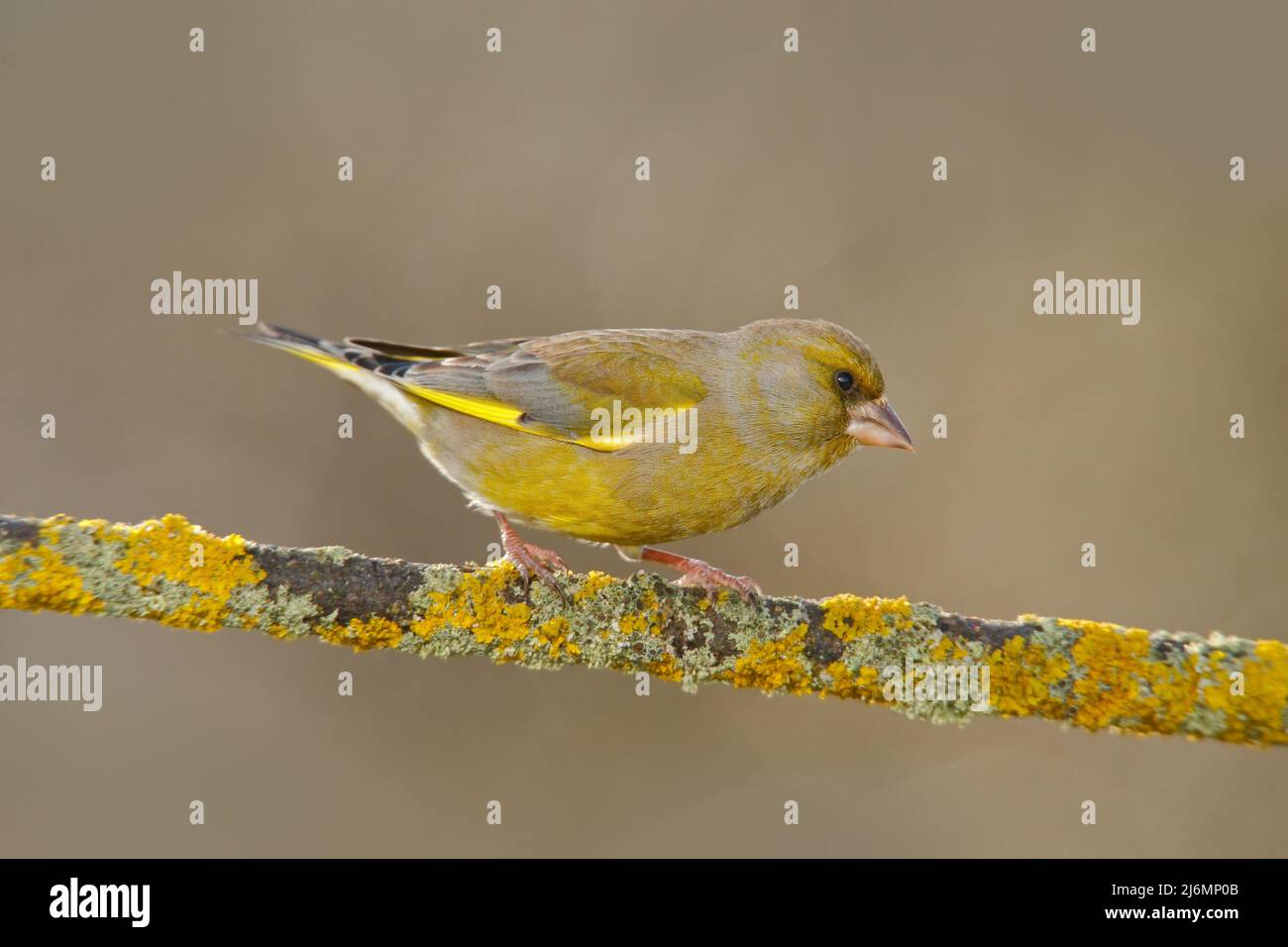 Green and yellow songbird European Greenfinch, Carduelis chloris ...