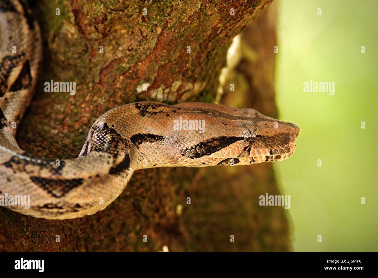 Portrait of Boa constrictor snake, Belize Stock Photo - Alamy