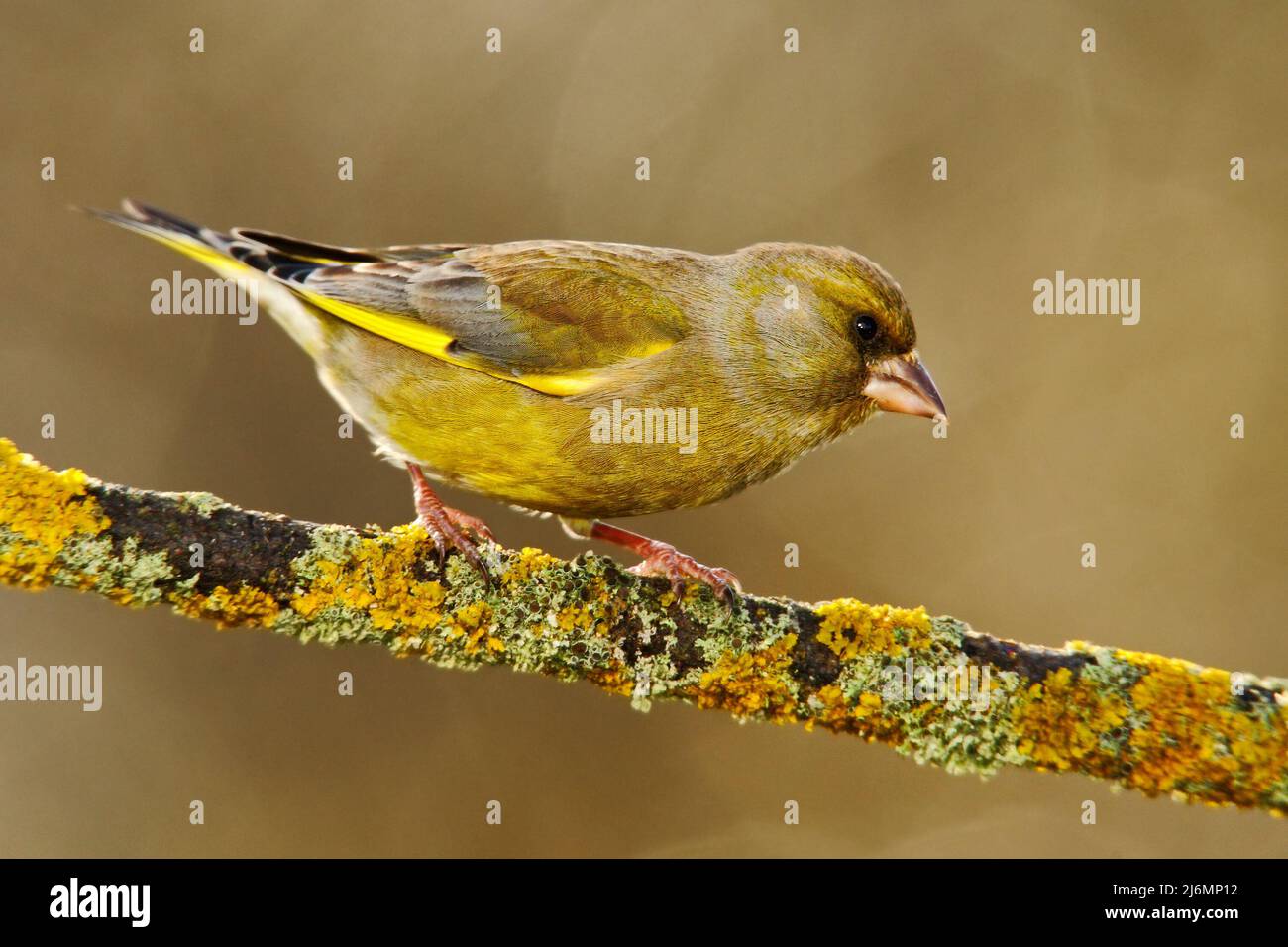 European Greenfinch, Carduelis chloris, green and yellow songbird ...