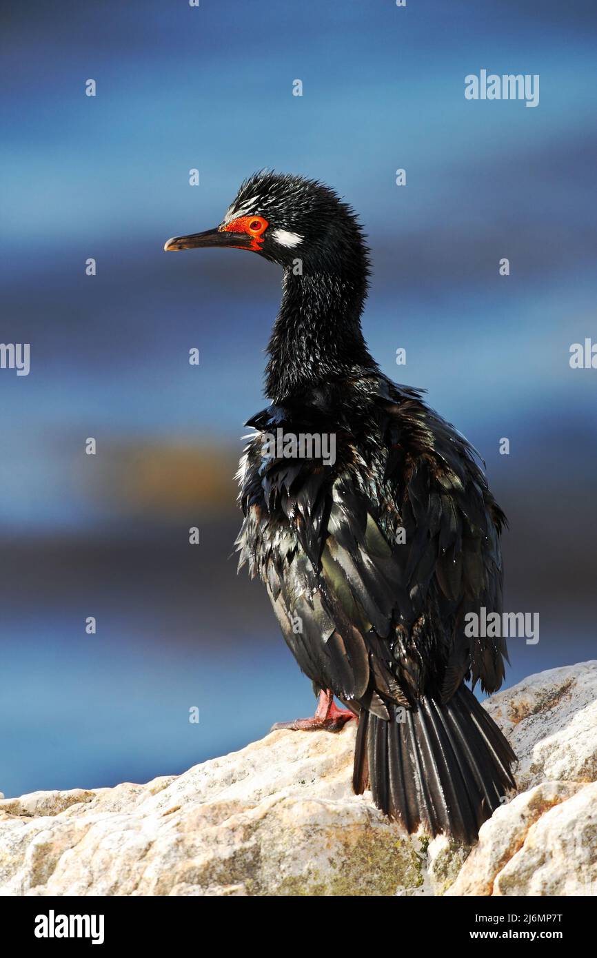Rock Shag, Phalacrocorax magellanicus, black and white cormorant with ...