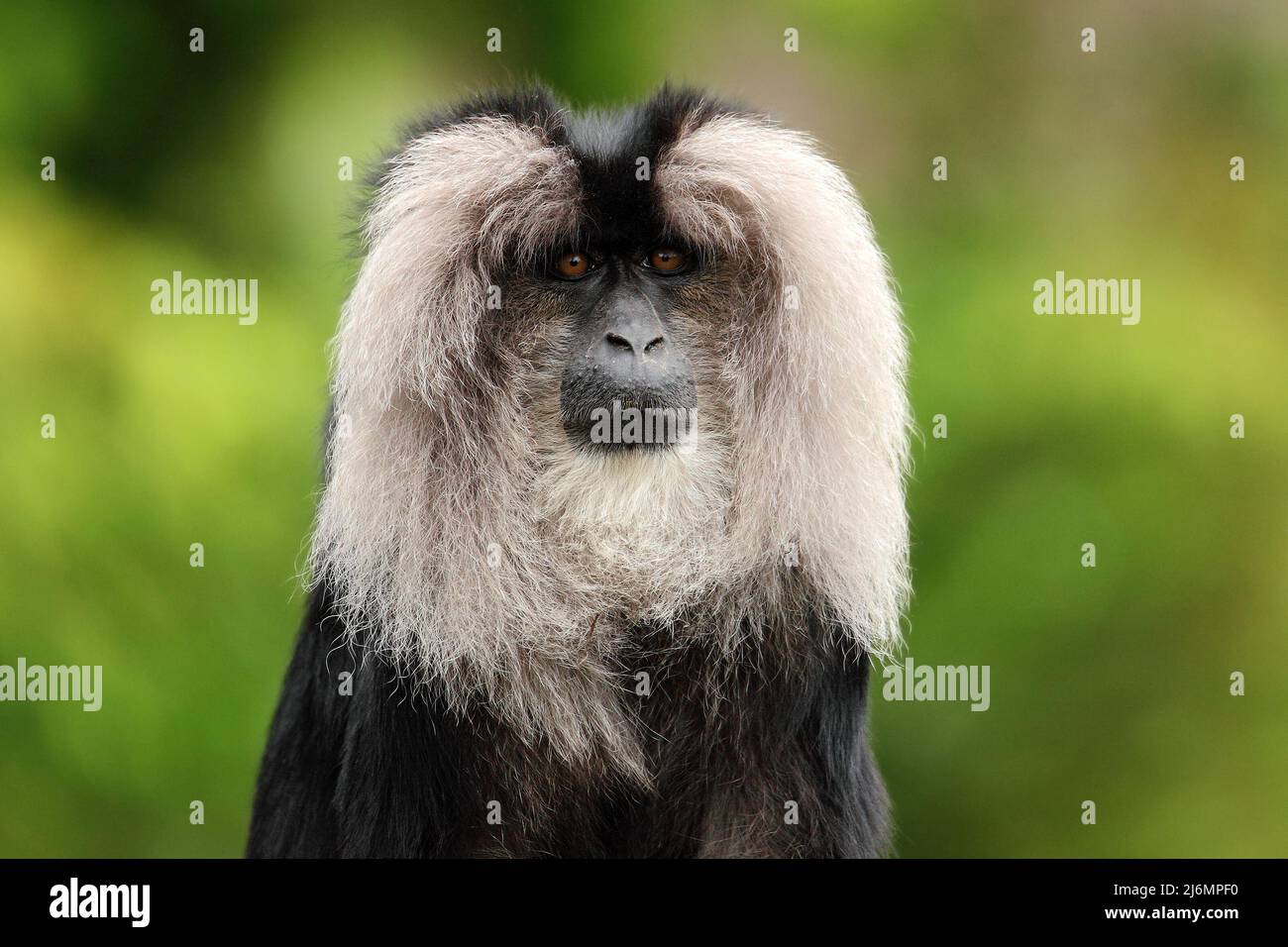 Portrait of Lion-tailed Macaque, Macaca silenus Stock Photo - Alamy