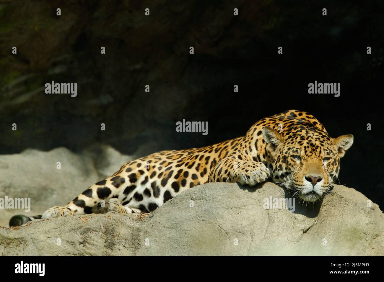 Big spotted cat Sri Lankan leopard, Panthera pardus kotiya, lying on ...