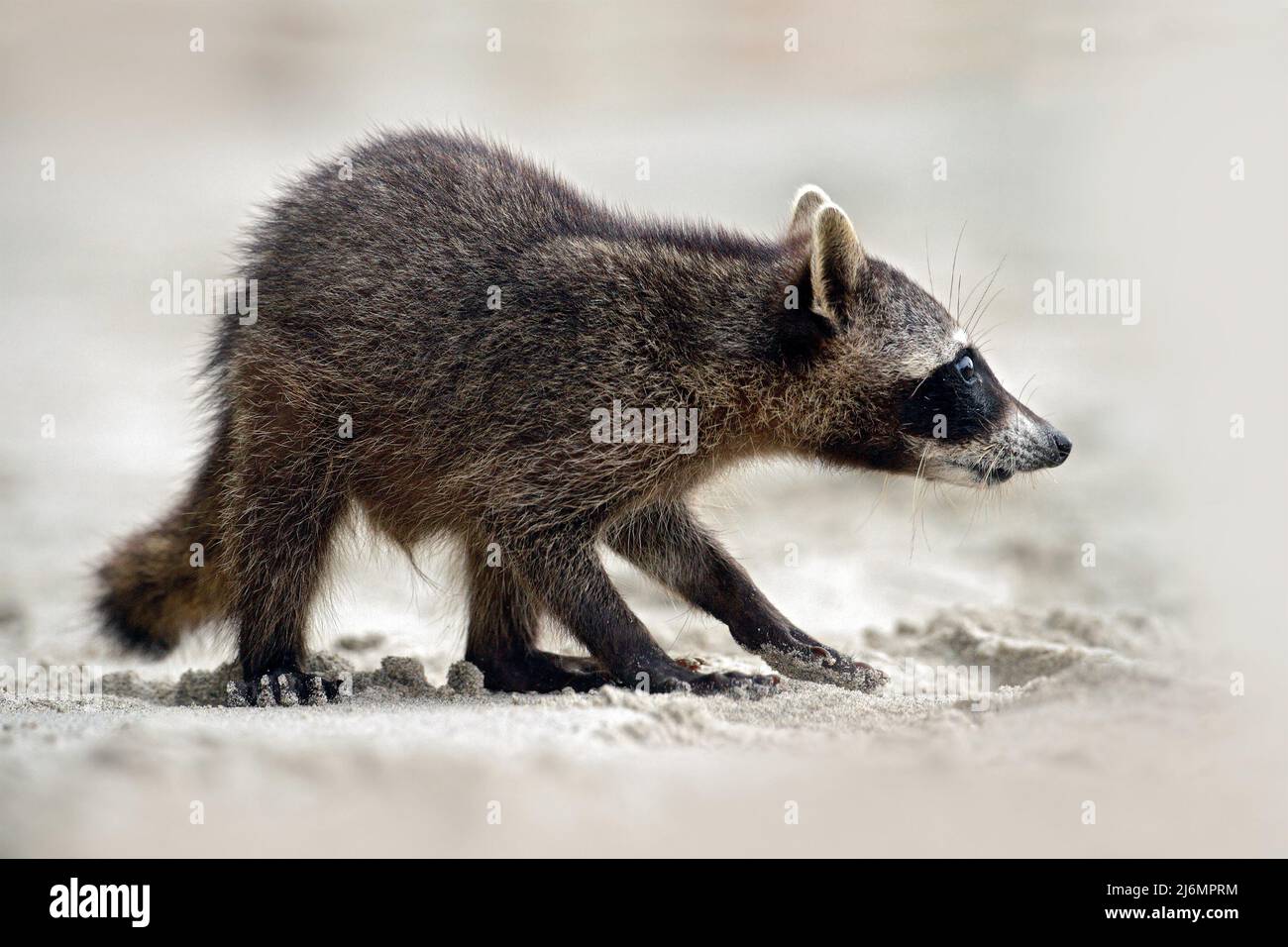 Raccoon, Procyon lotor, walking on white sand beach in National Park ...