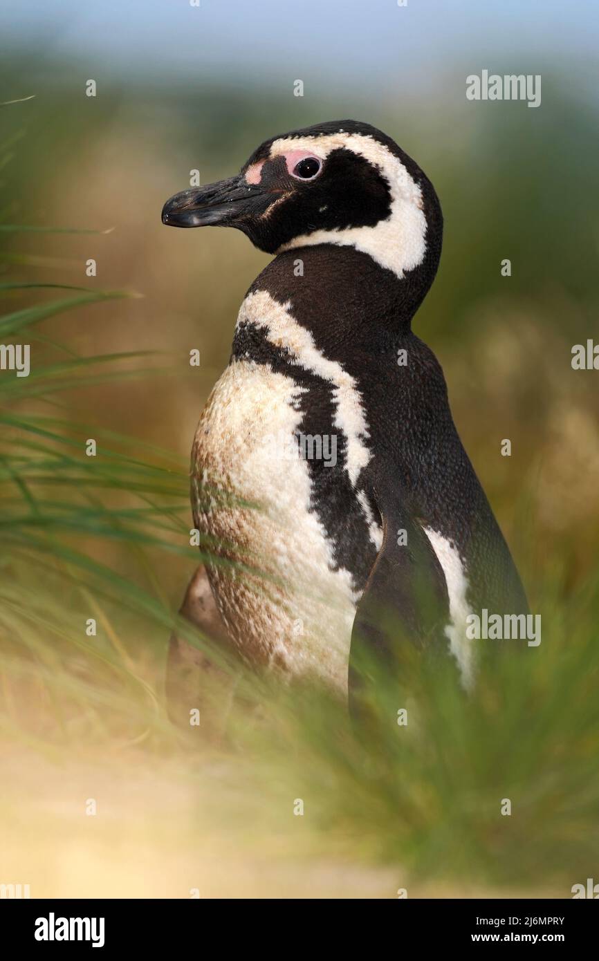 Penguin in the green evening grass, Magellanic penguin, Spheniscus ...