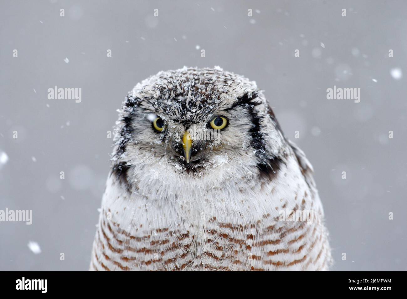 Hawk Owl sitting on the branch during winter with snow flake, portrait ...