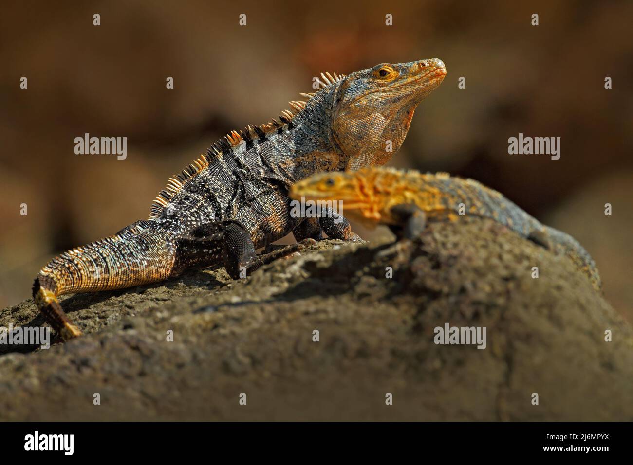 Pair of Reptiles, Black Iguana, Ctenosaura similis, male and female ...